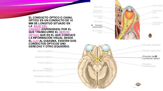 Ojo nervios y músculos