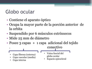 Ojo, orbita ocular, región orbitaria resumen | PPTX