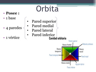 Ojo, orbita ocular, región orbitaria resumen | PPTX