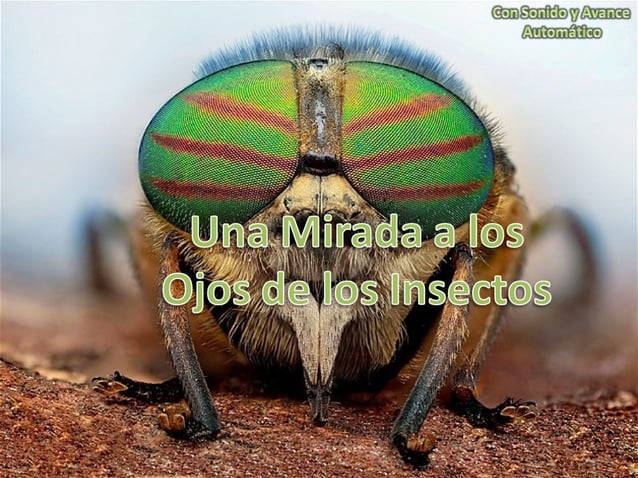 Ojos de-insectos-diapositivas | PPS