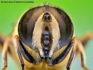 Ojos de-insectos-diapositivas | PPS