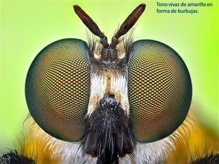 Ojos de-insectos-diapositivas | PPS
