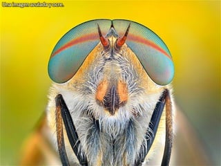 Ojos de-insectos-diapositivas | PPS