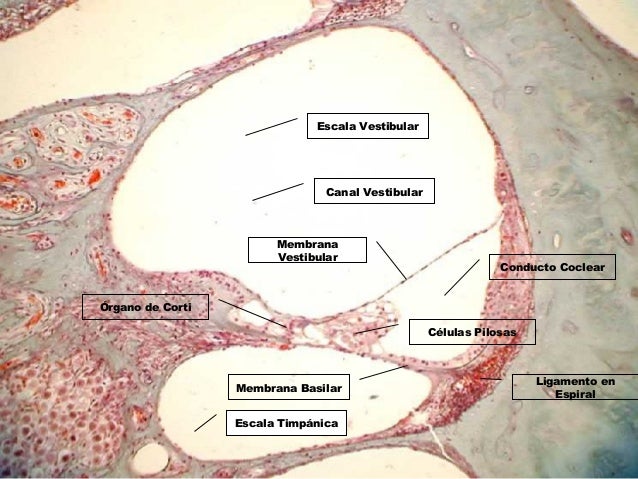 Histologia Ojo y oido