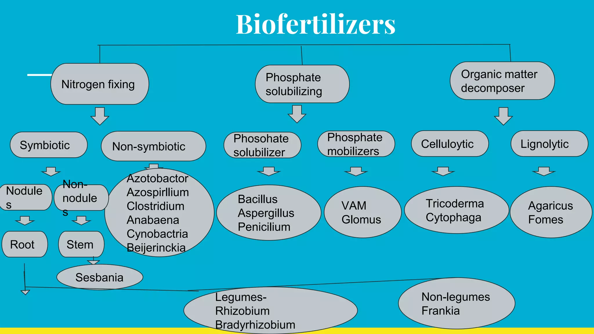 BIOFERTILIZER | PPTX