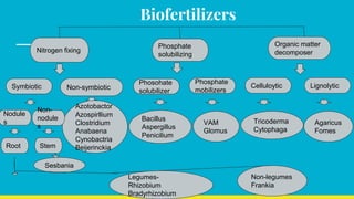 BIOFERTILIZER | PPT