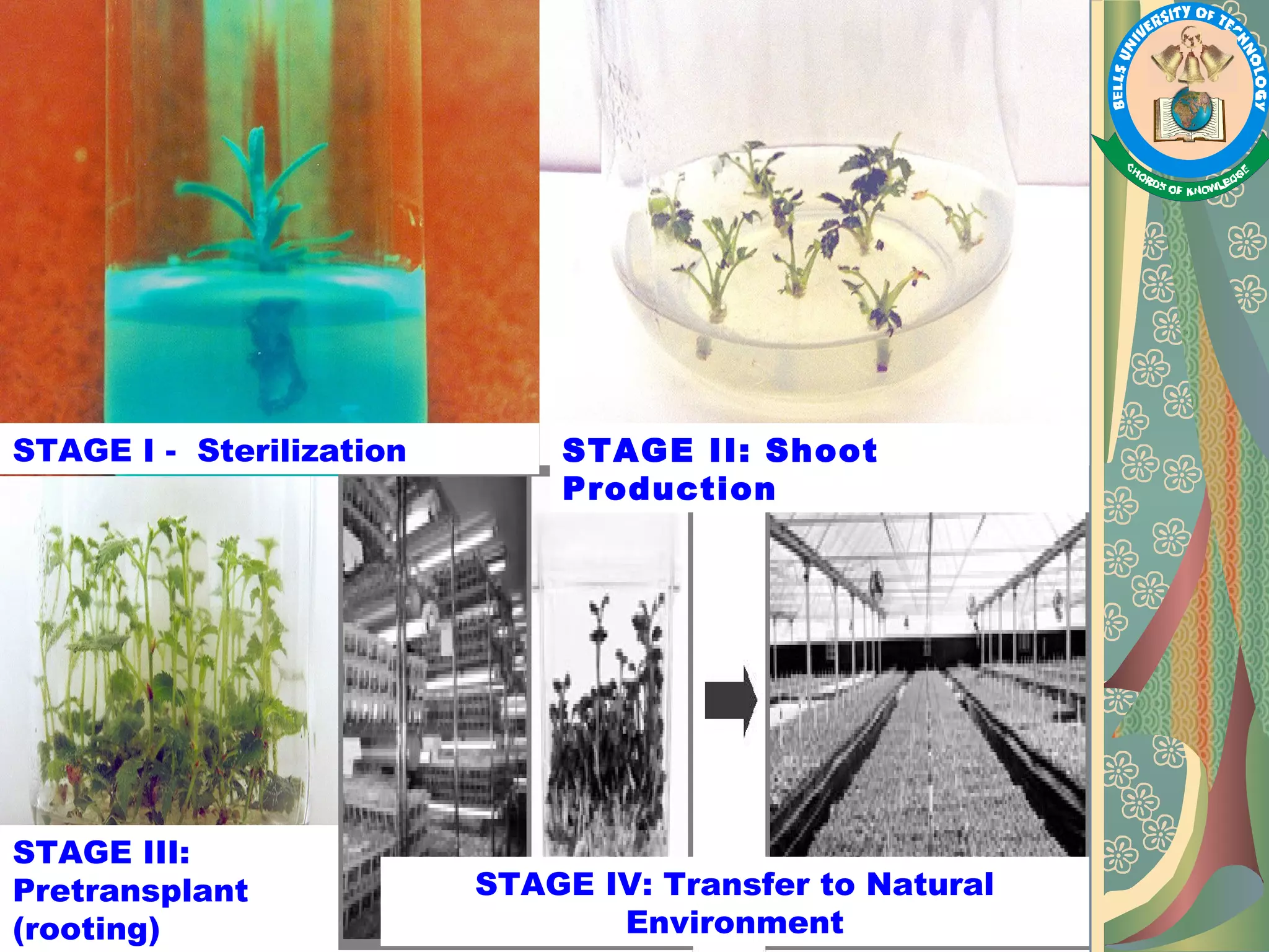 Plant Tissue Culture, Methods and Applications | PPT