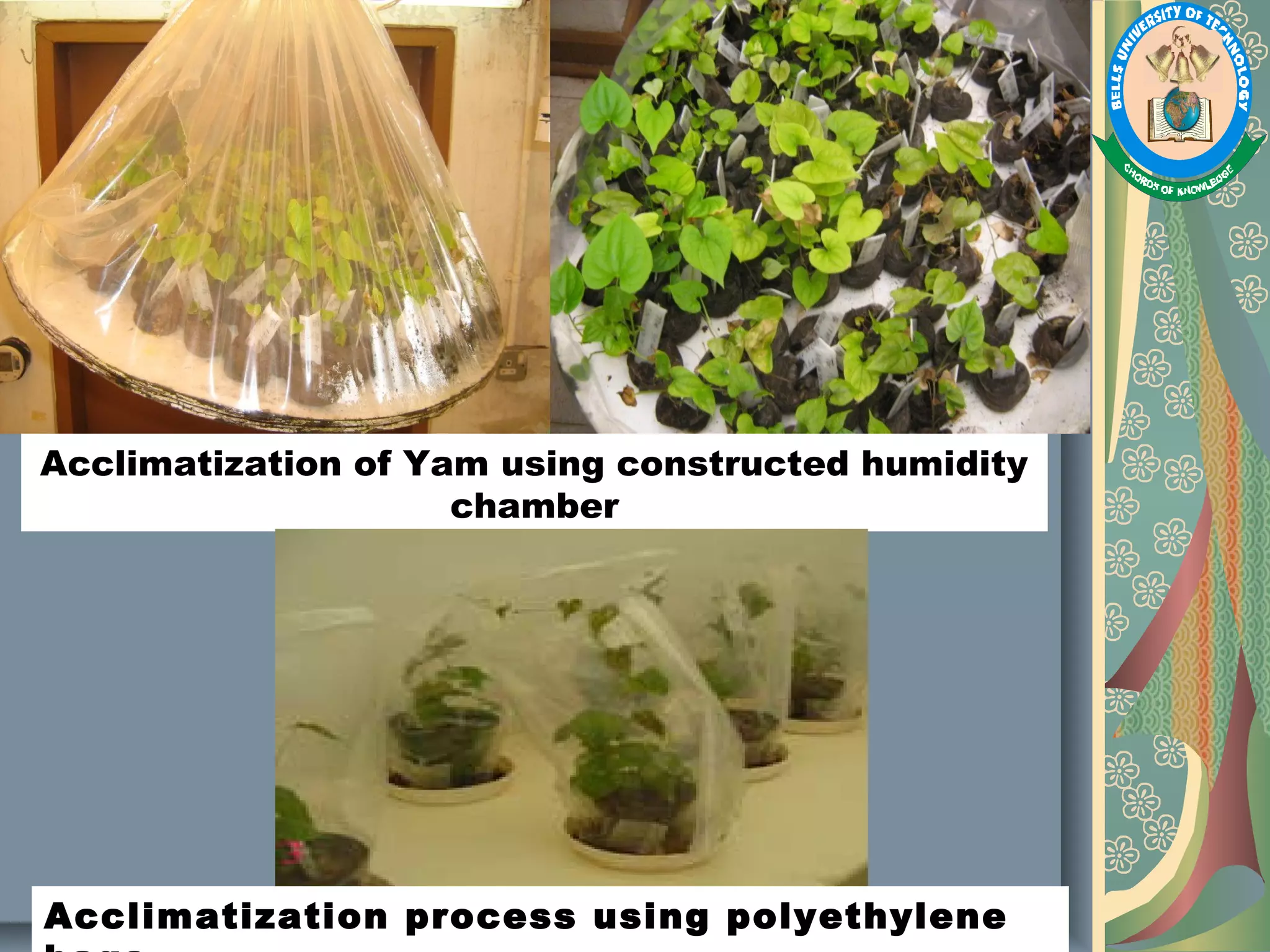 Plant Tissue Culture, Methods and Applications | PPT