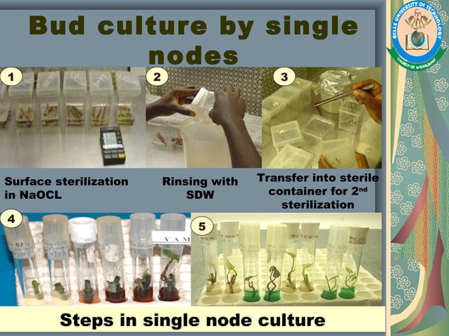Plant Tissue Culture, Methods and Applications | PPT