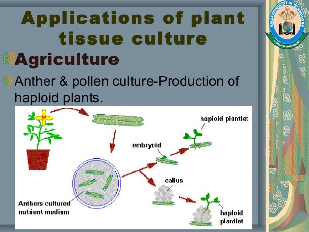 Plant Tissue Culture, Methods and Applications