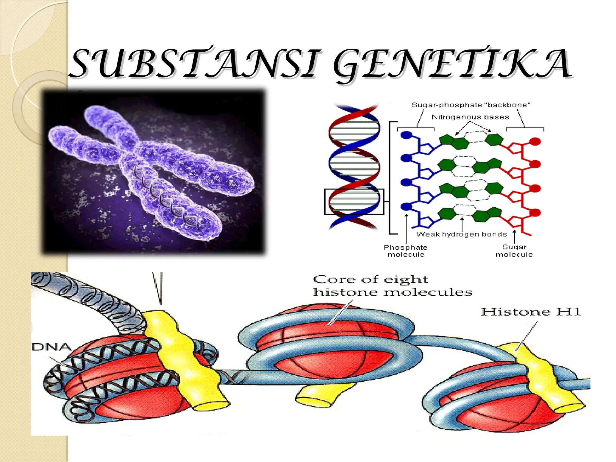 Media pembelajaran SUBSTANSI GENETIKA.ppt