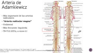 ok ANATOMÍA AORTA TORÁCICA Y ABDOMINAL (1).pptx
