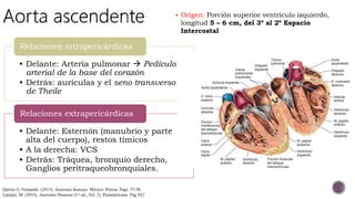 ok ANATOMÍA AORTA TORÁCICA Y ABDOMINAL (1).pptx