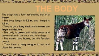 Okapi | PPTX