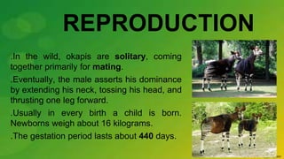 Okapi | PPTX