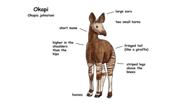 Okapi