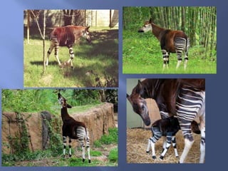 Okapi | PPT