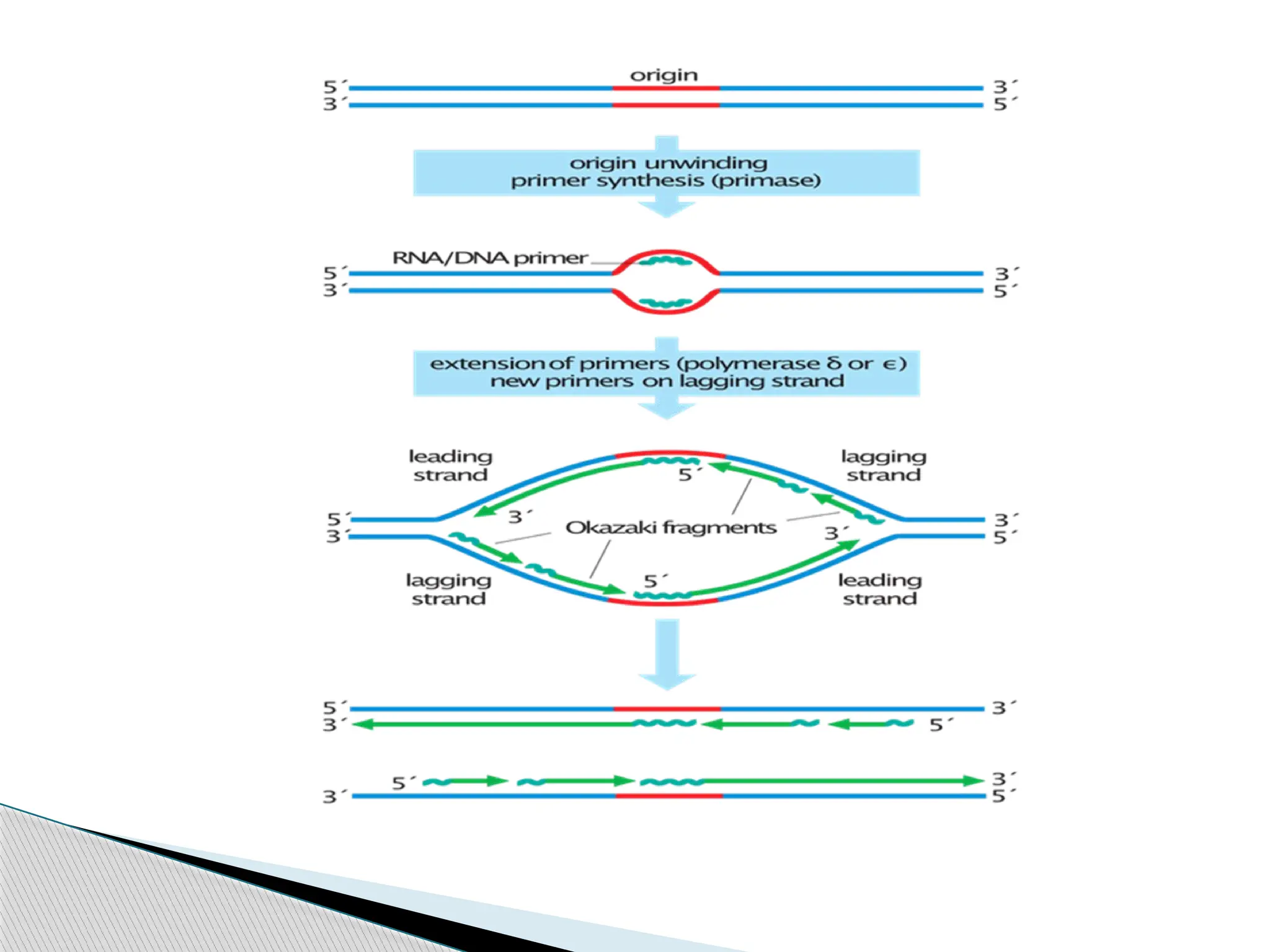 OKAZAKI FRAGMENTS presentation slide.pptx