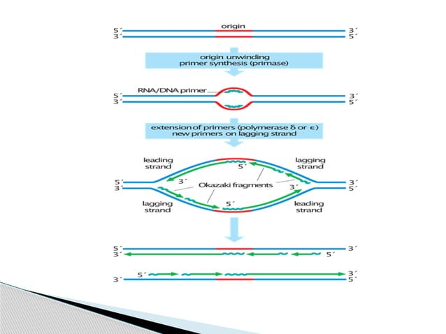 OKAZAKI FRAGMENTS presentation slide.pptx