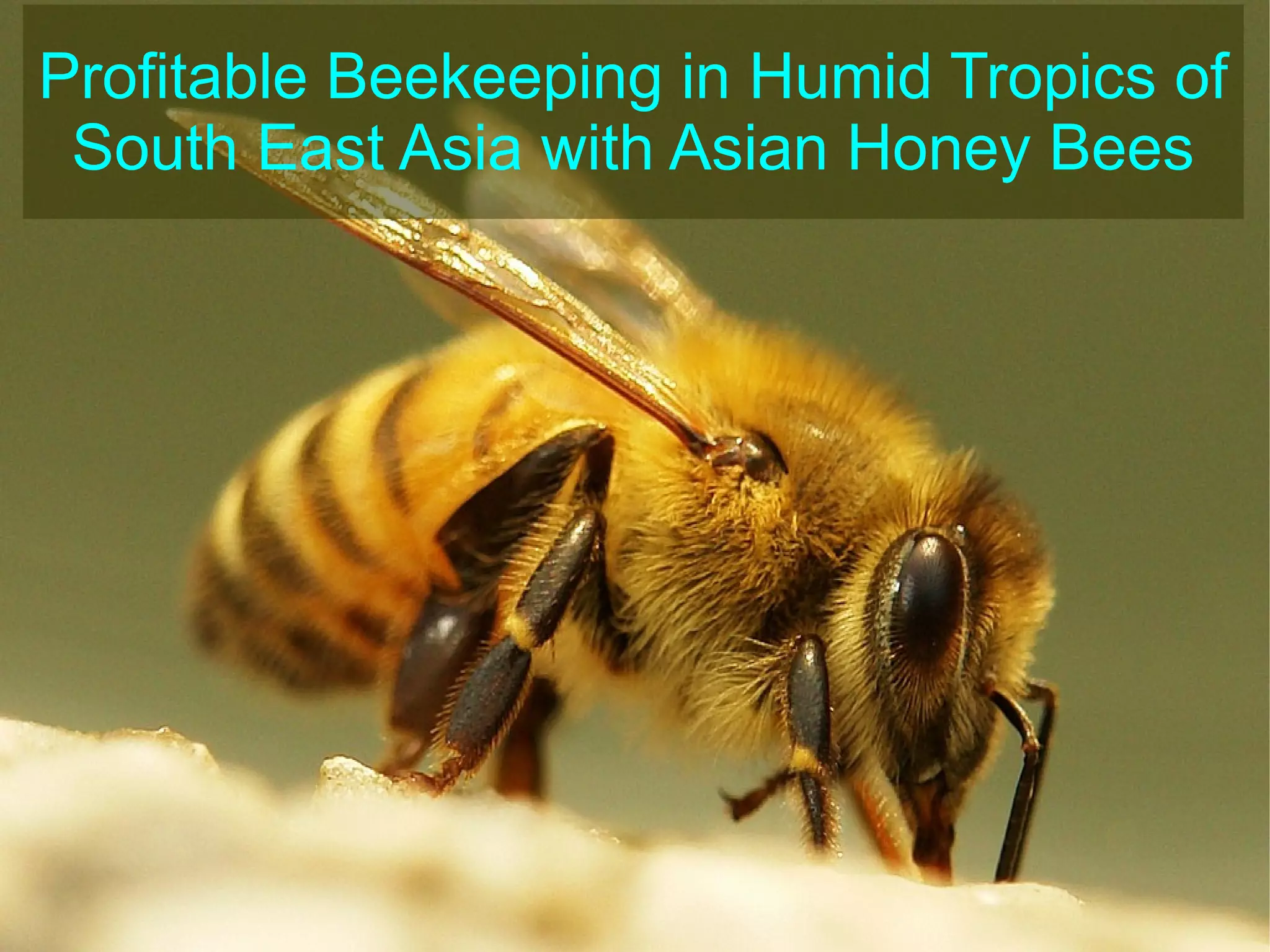 Profitable Beekeeping in Humid Tropics of South East Asia with Asian ...