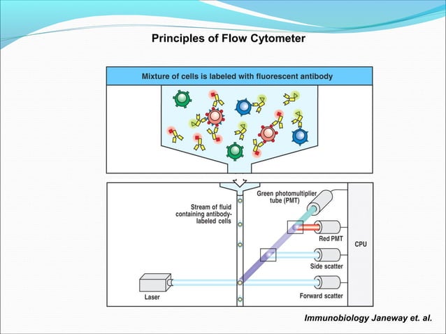 flow cytometry presentation | PPT