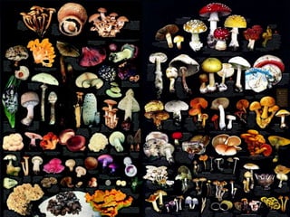 OK fungi.ppt