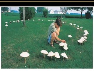 OK fungi.ppt