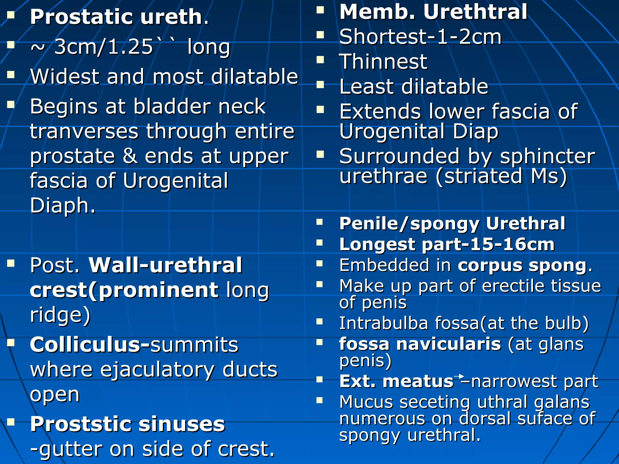 Anatomy of male external genitalia | PPT