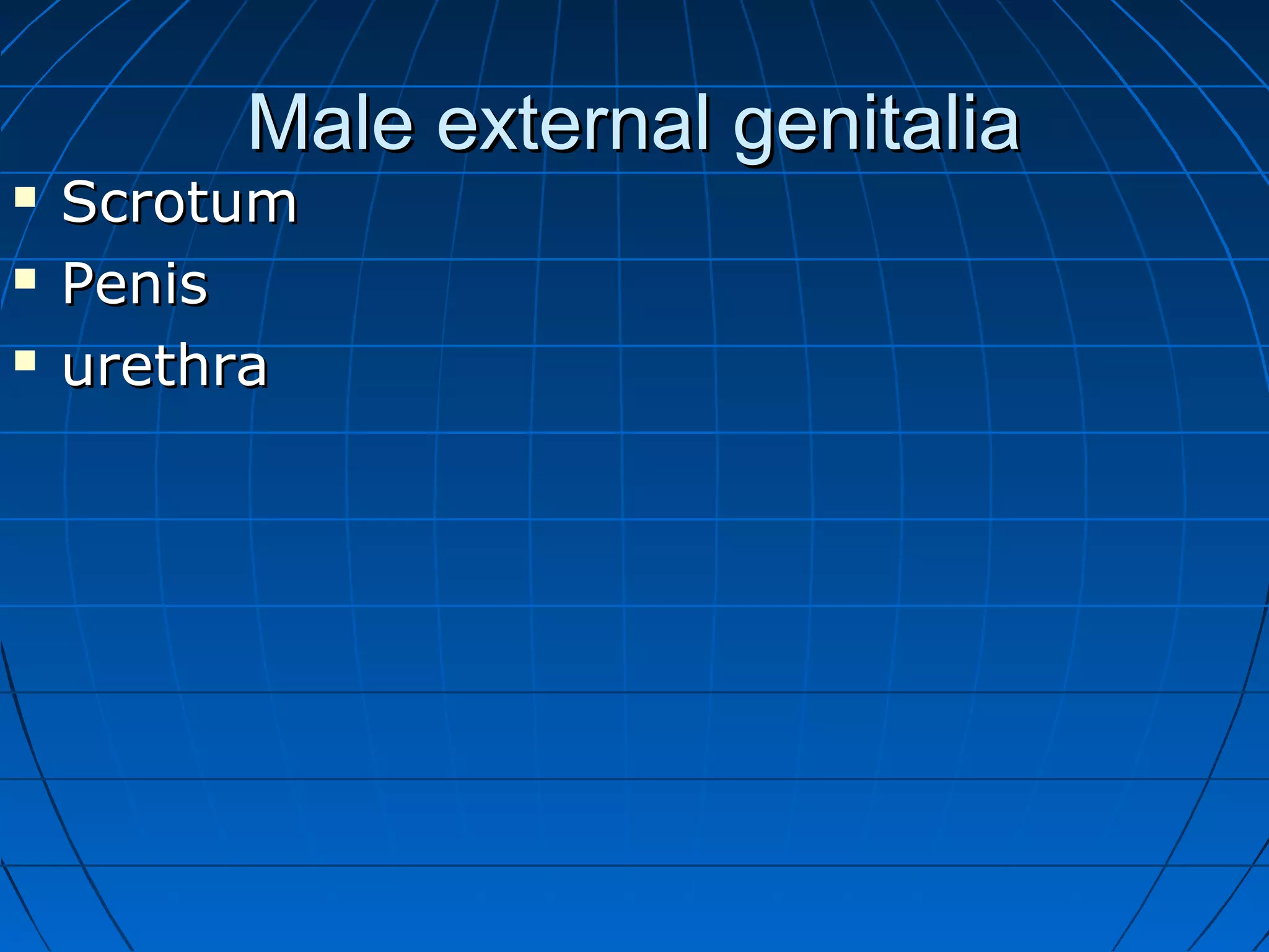 Anatomy of male external genitalia | PPT