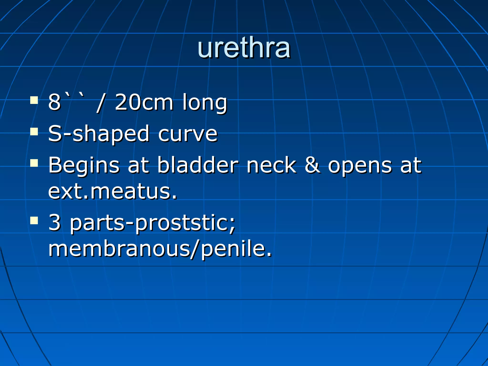 Anatomy of male external genitalia | PPT