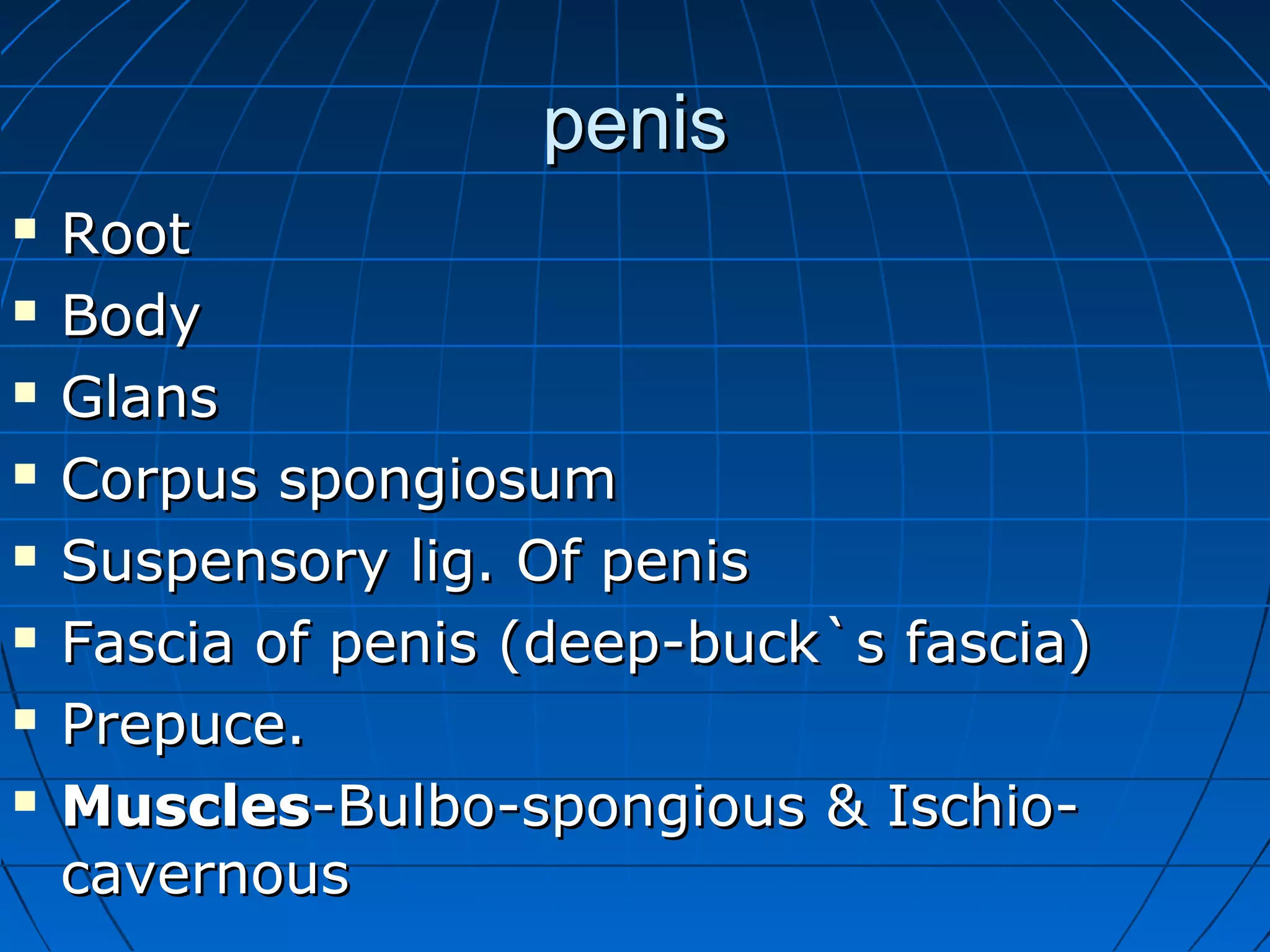 Anatomy of male external genitalia | PPT