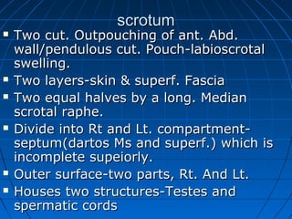 Anatomy of male external genitalia | PPT
