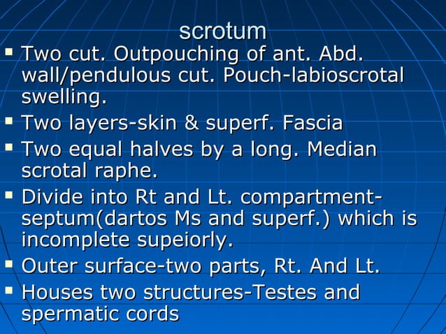 Anatomy of male external genitalia | PPT