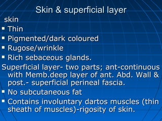 Anatomy of male external genitalia | PPT