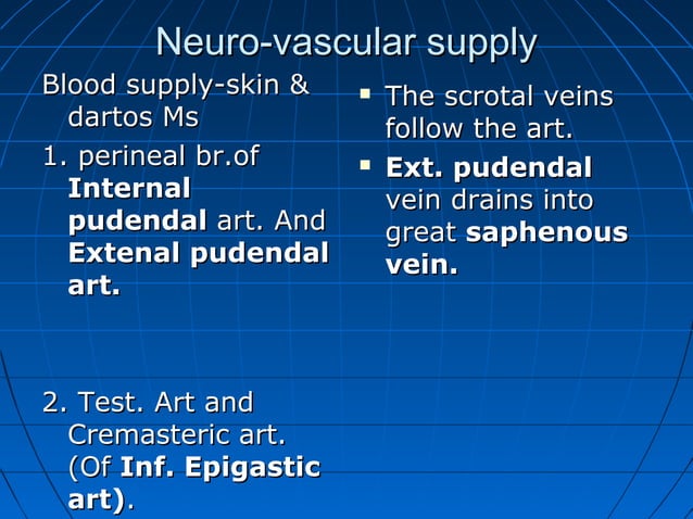 Anatomy of male external genitalia | PPT