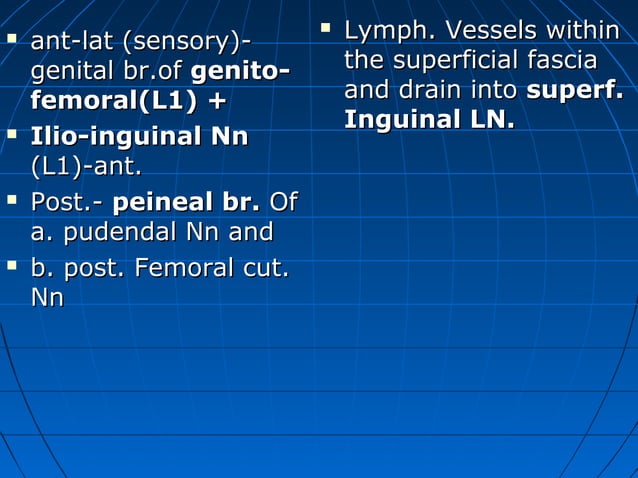 Anatomy of male external genitalia | PPT