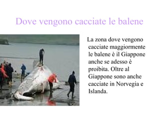 La caccia alle balene in Islanda | PPT | Fish and Aquariums | Pets