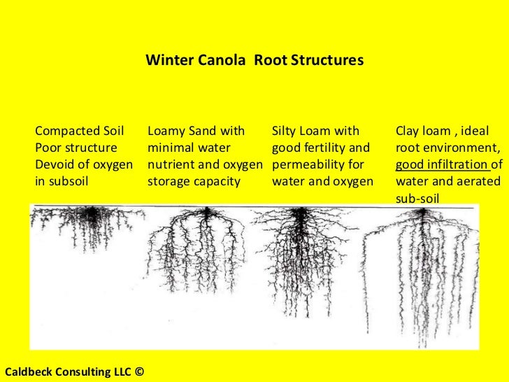 Winter Canola in Oklahoma by Brian Caldbeck, M.Sc.