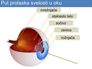 Čulo vida | PPTX