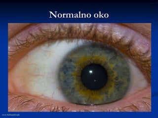 Oko anatomija i fiziologija | PDF