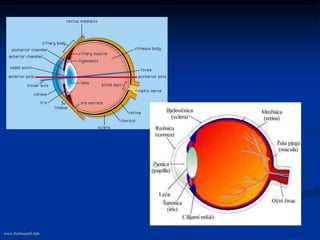 Oko anatomija i fiziologija | PDF
