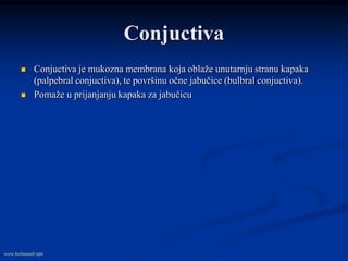 Oko anatomija i fiziologija | PDF