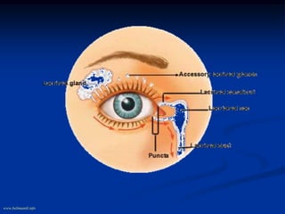 Oko anatomija i fiziologija | PDF