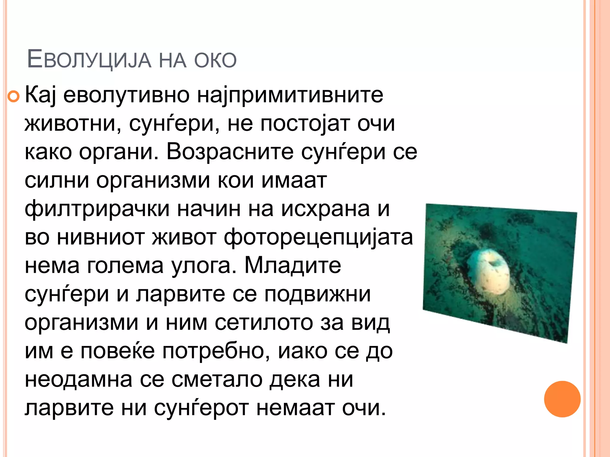 Okoto kako opticki sistem | PPTX