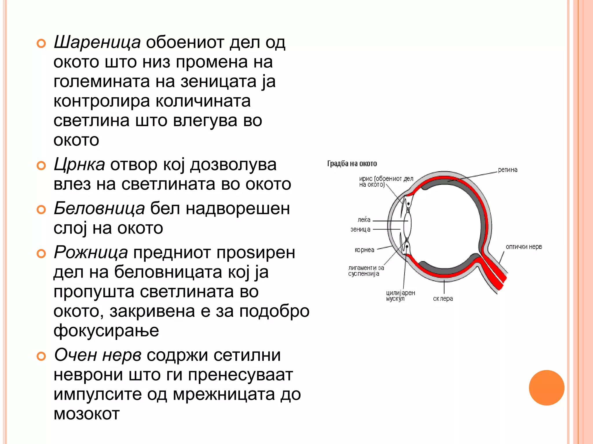 Okoto kako opticki sistem | PPTX
