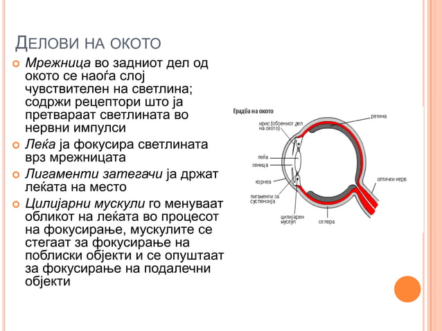 Okoto kako opticki sistem | PPTX