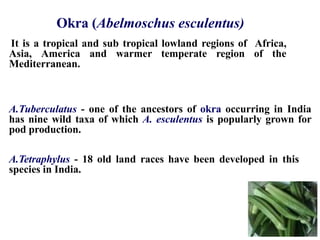 Okra | PPTX