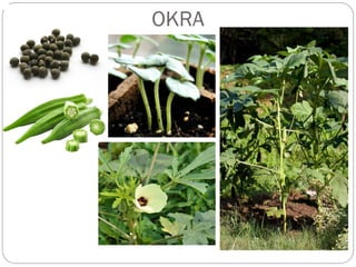 Okra | PDF