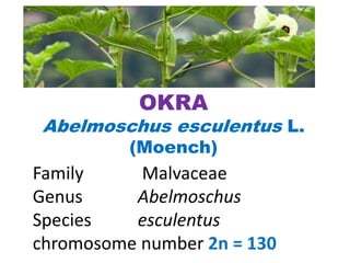 Okra | PPT