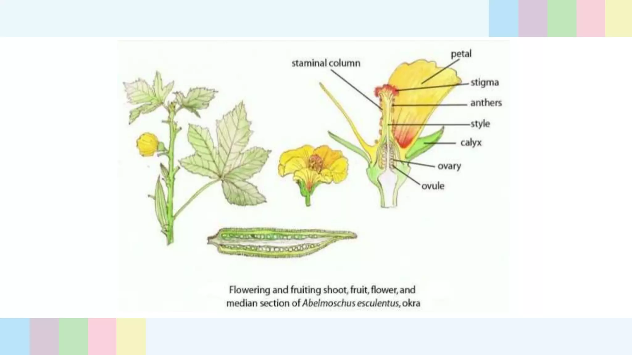 Okra breeding (Breeding methods applicable in Okra) | PPTX